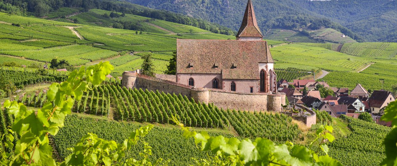 Discover the vineyard during a wine tour in Alsace - Best-of-Alsace.com ...